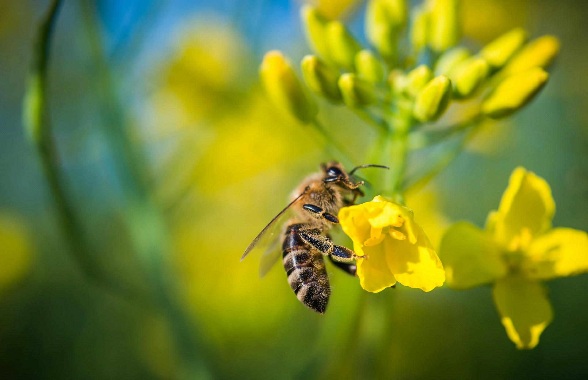 Benefits of Yemeni Bee Pollination for Honey Quality